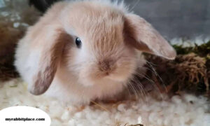 Lop-Eared Rabbits: Appearance, Types, Care, Problem, [Facts]