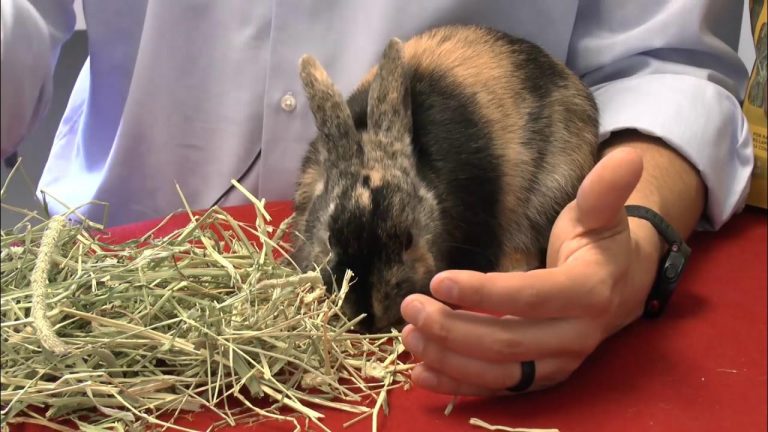 Hay Requirement Calculator – Rabbit Daily Hay Guide